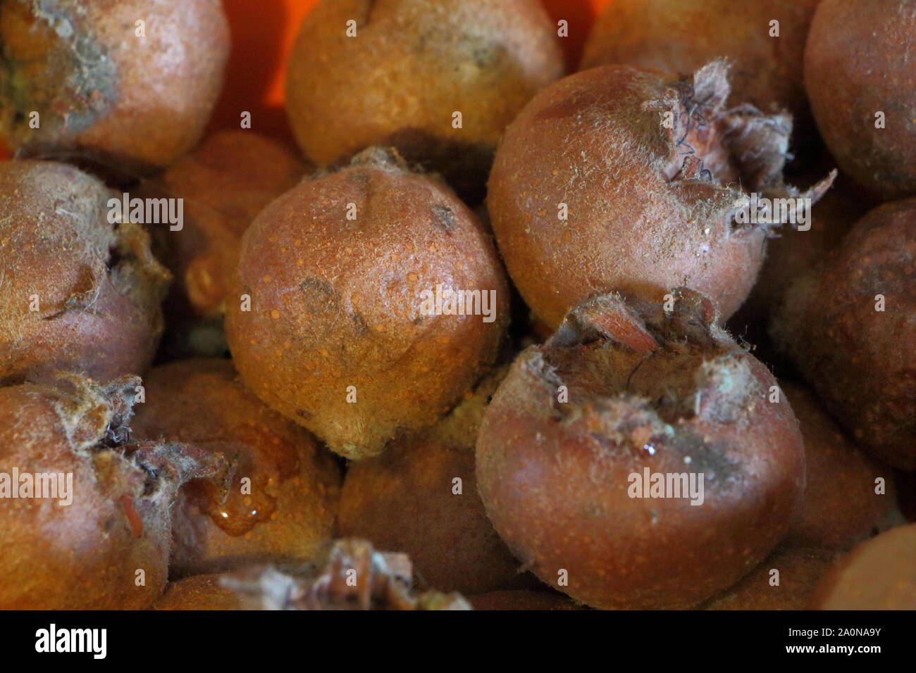 Medlars in a dish after harvesting at the end of autumn Stock Photo - Alamy