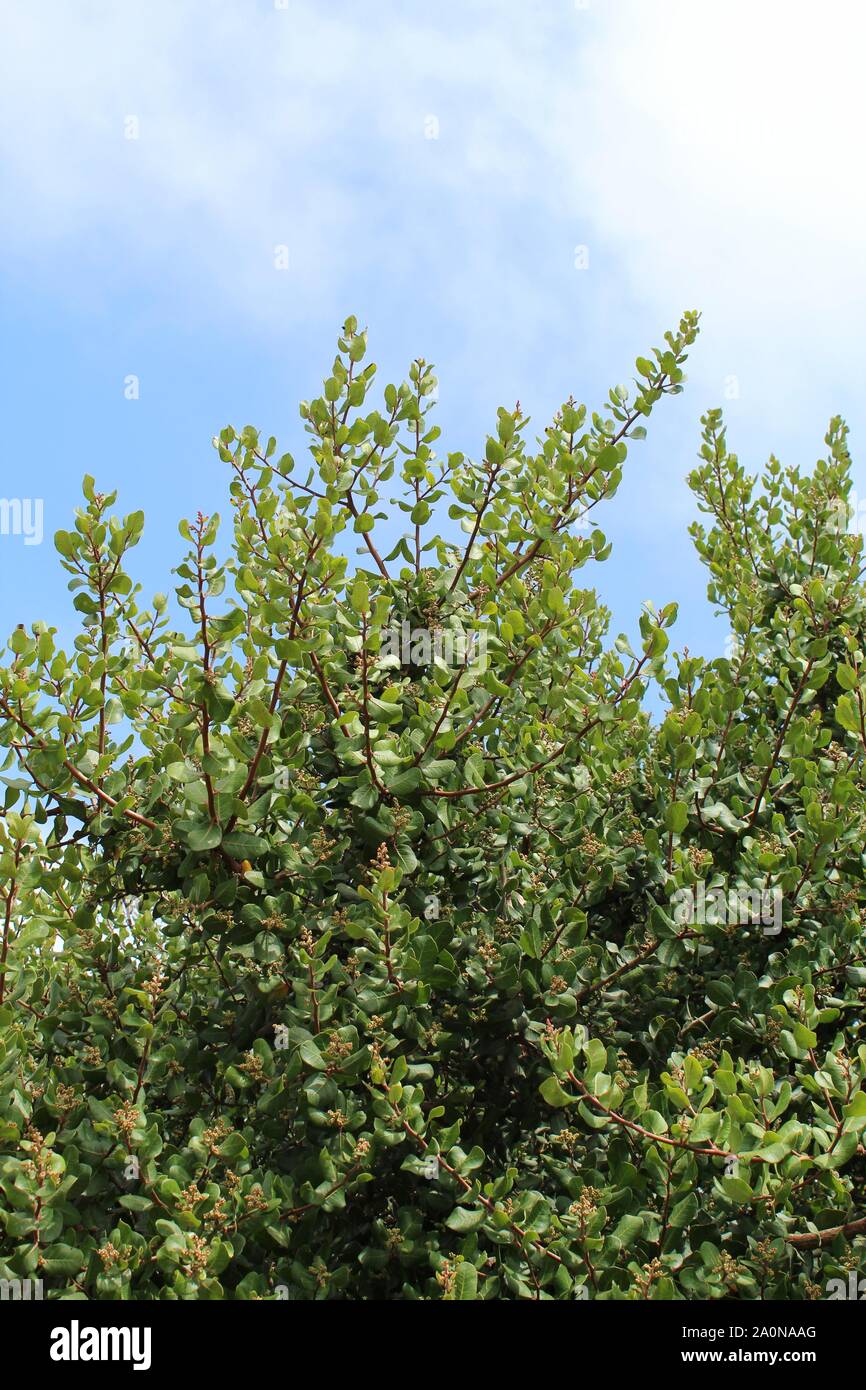 Rhus Integrifolia Tree