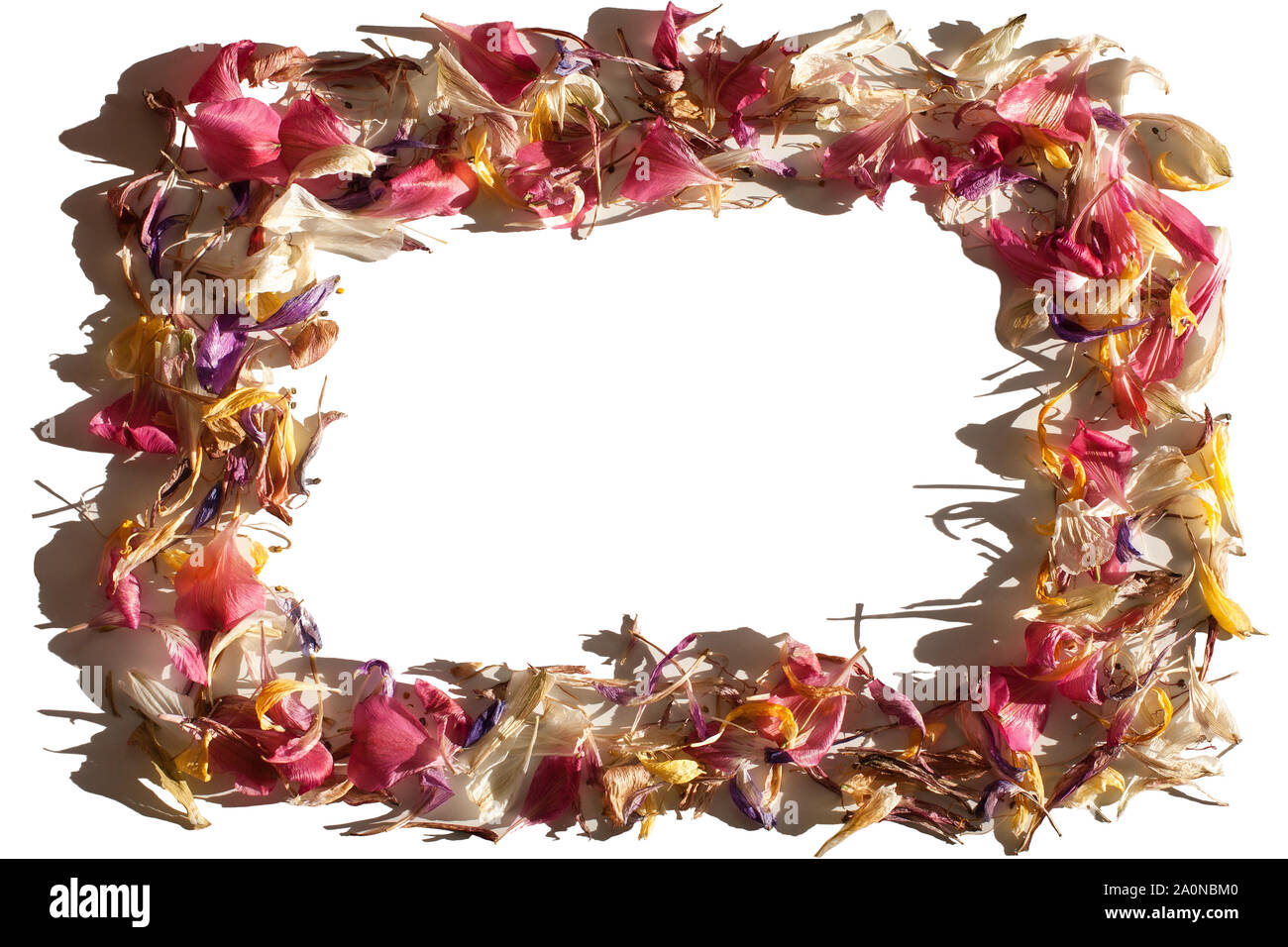 Flower petals frame in sunlight on white background isolated close up ...