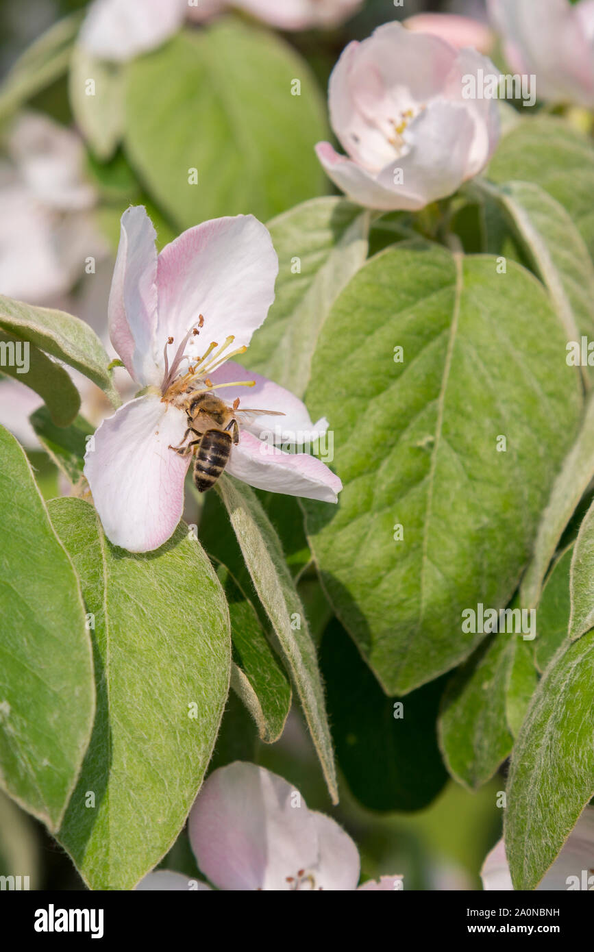 close up bumble bee on pink cosmos flower pollen background, insect in ...