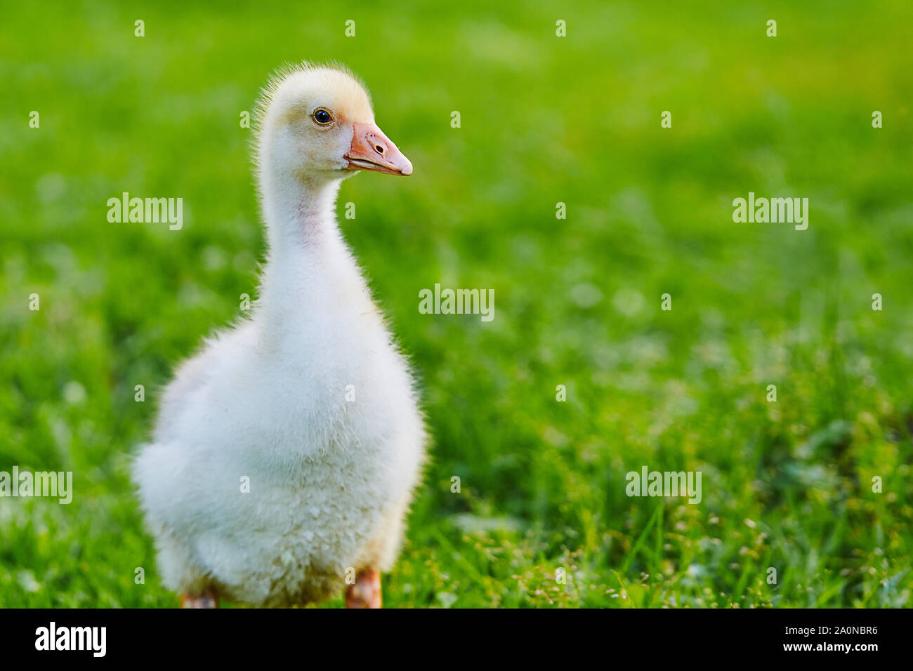 Little goslings on green hi-res stock photography and images - Alamy