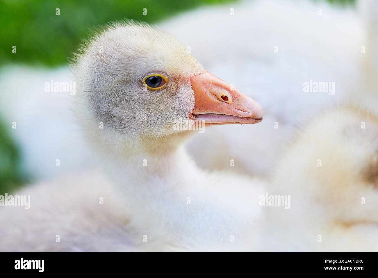 Small goose hi-res stock photography and images - Alamy