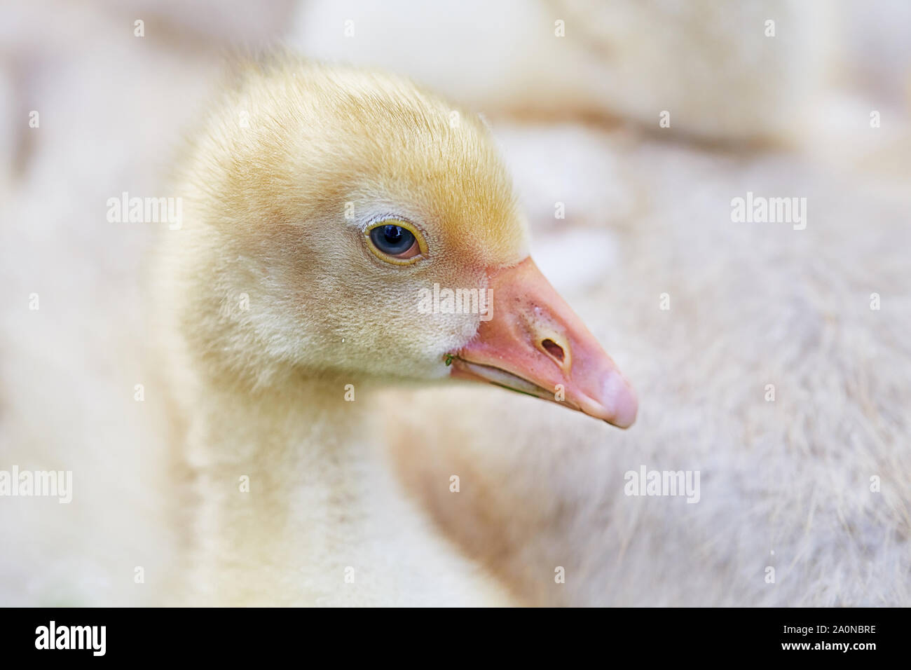 Small goose hi-res stock photography and images - Alamy