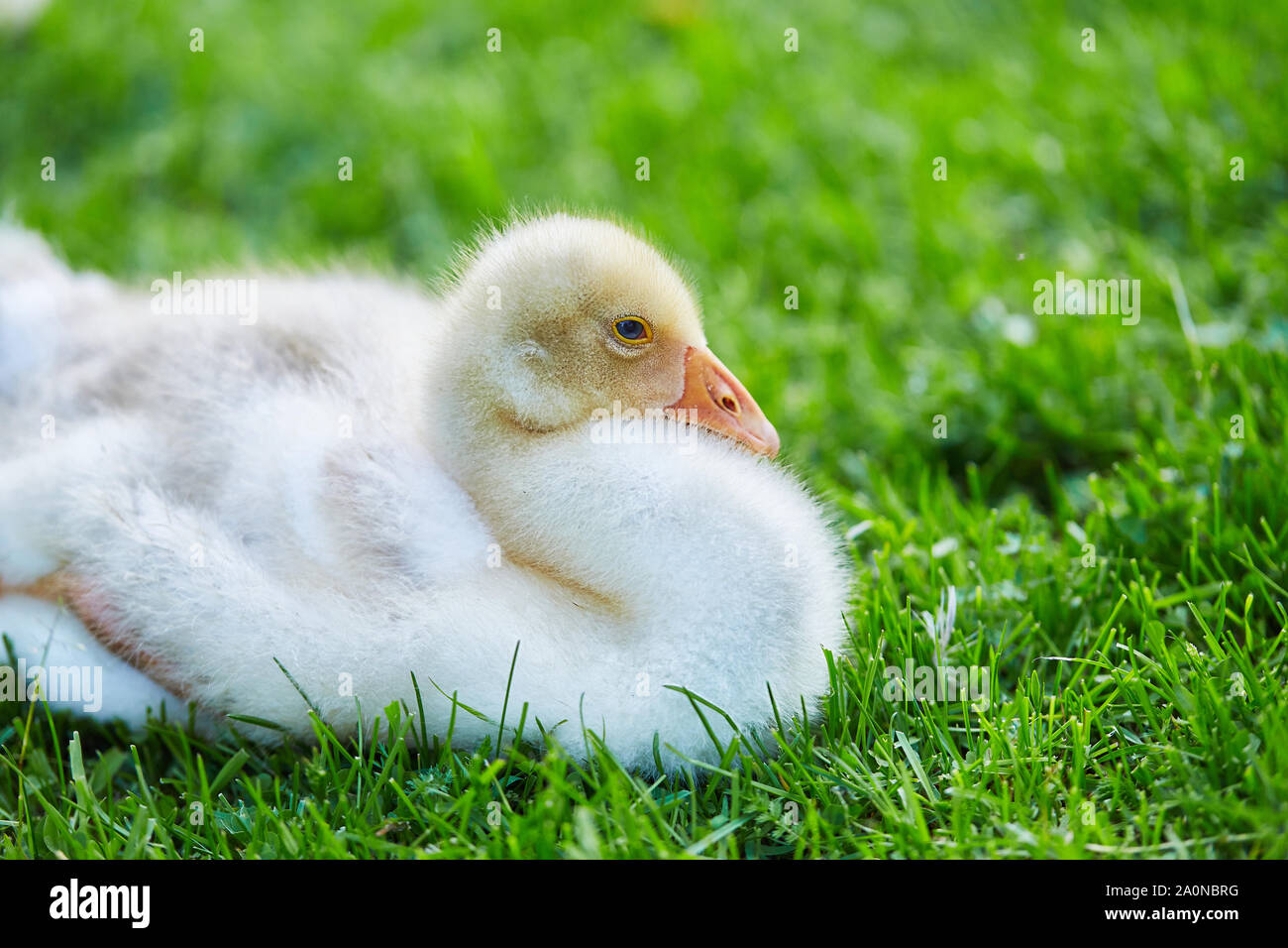 Small goose close up Stock Photo - Alamy