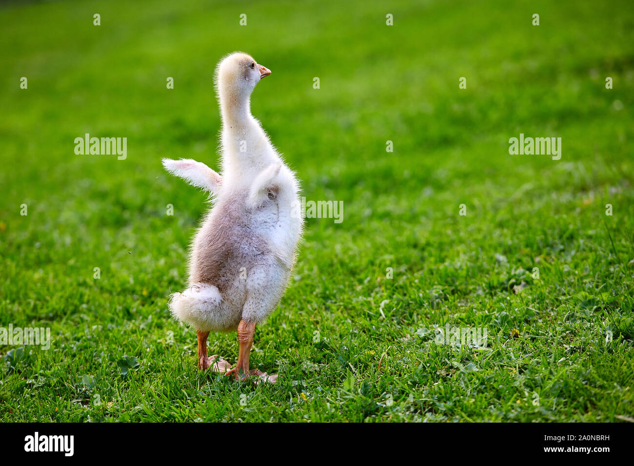 Little goslings on green hi-res stock photography and images - Alamy
