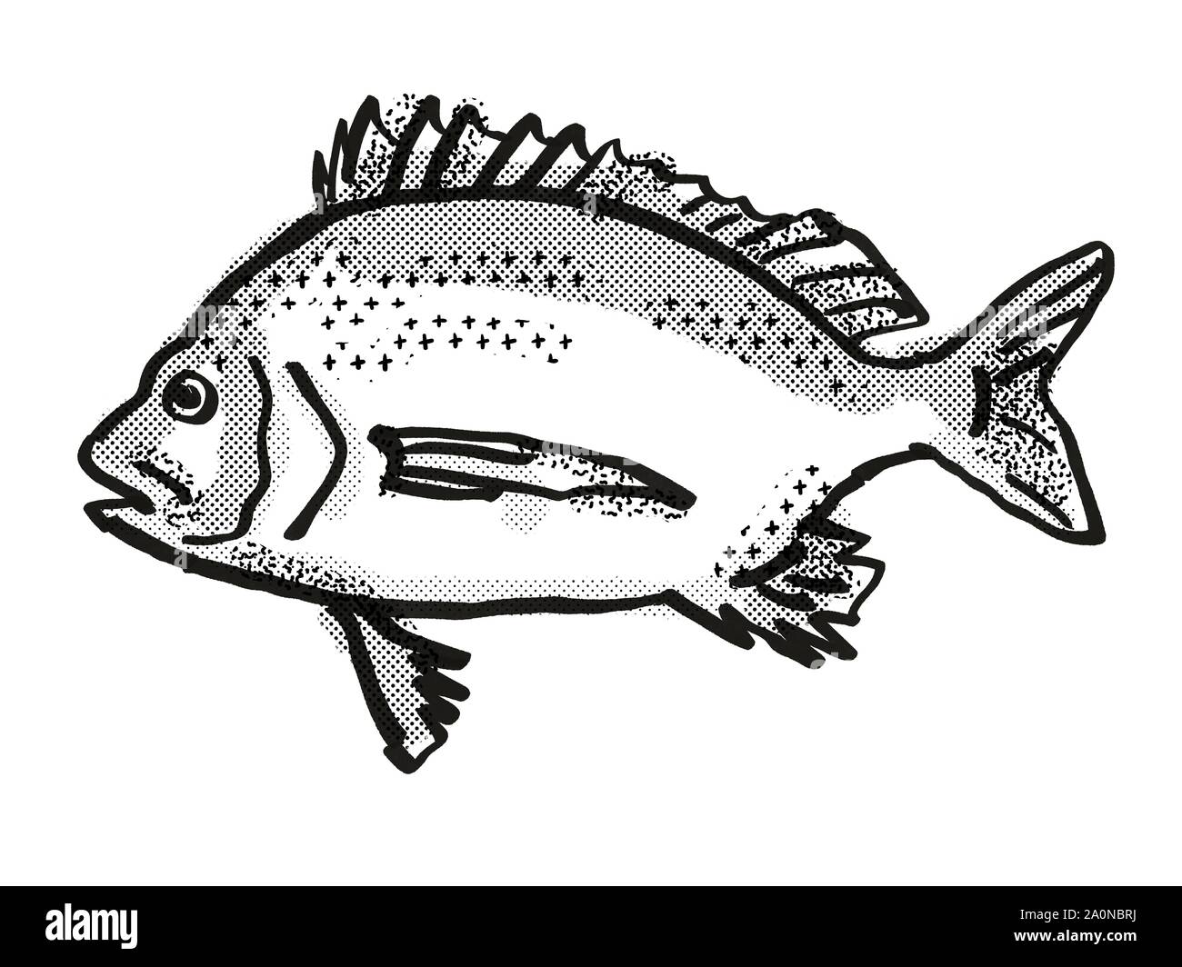 Pikey bream hi-res stock photography and images - Alamy