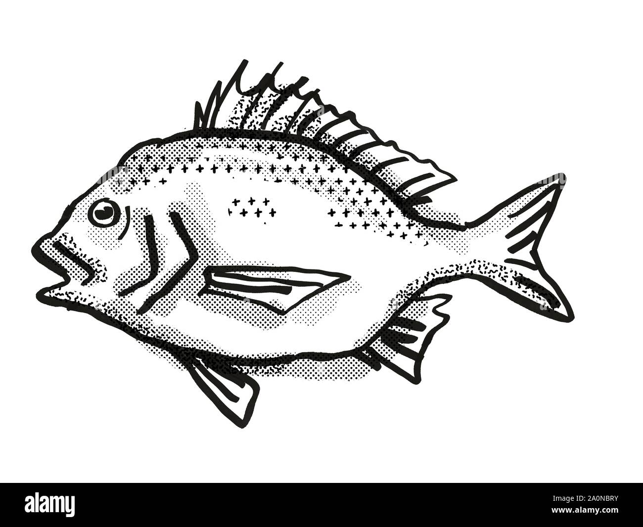 Hump headed bream hi-res stock photography and images - Alamy