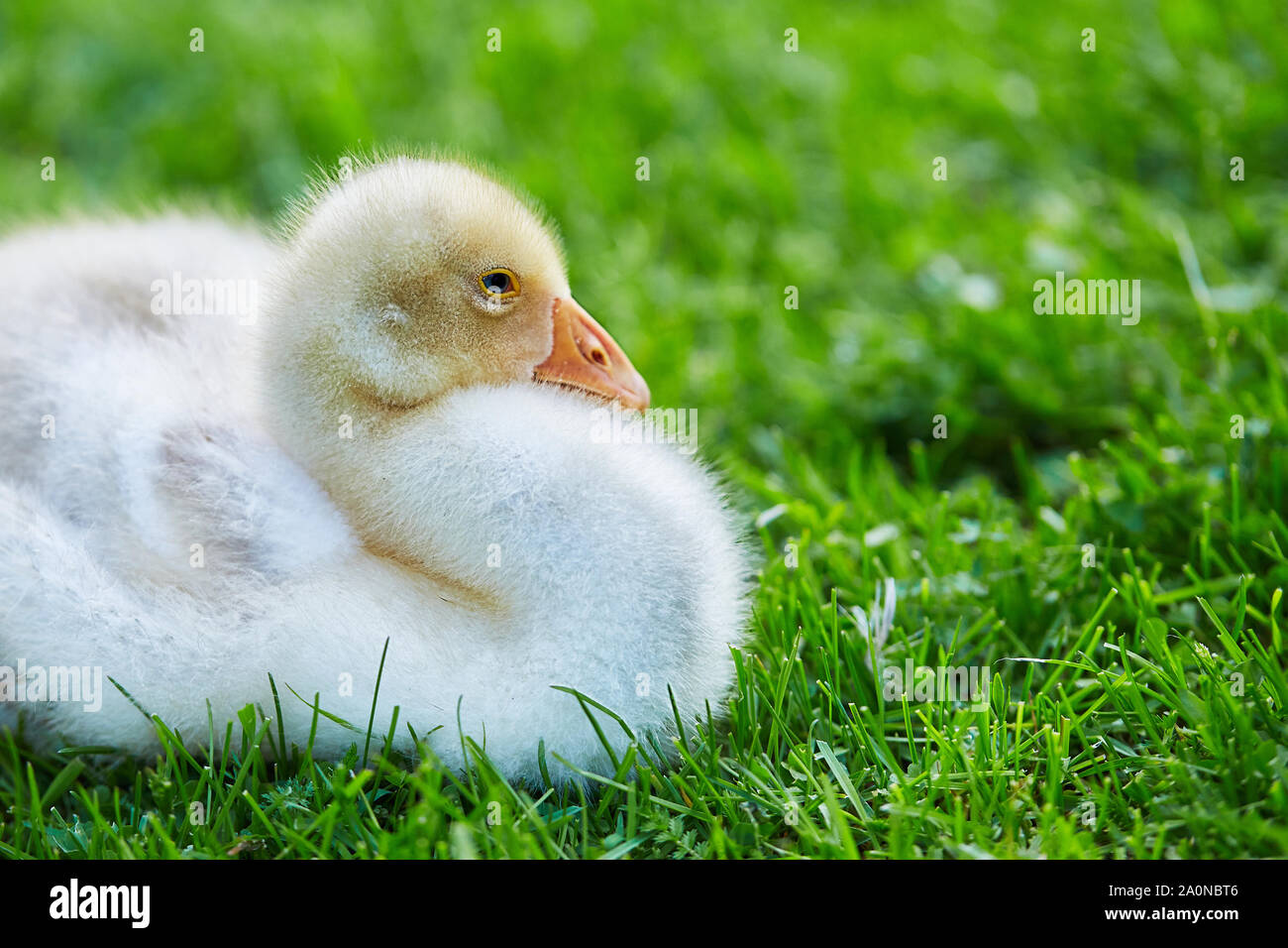 Small goose hi-res stock photography and images - Alamy