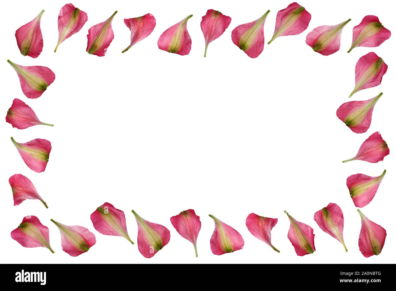 Pinf flower petals frame on white background isolated close up, red ...