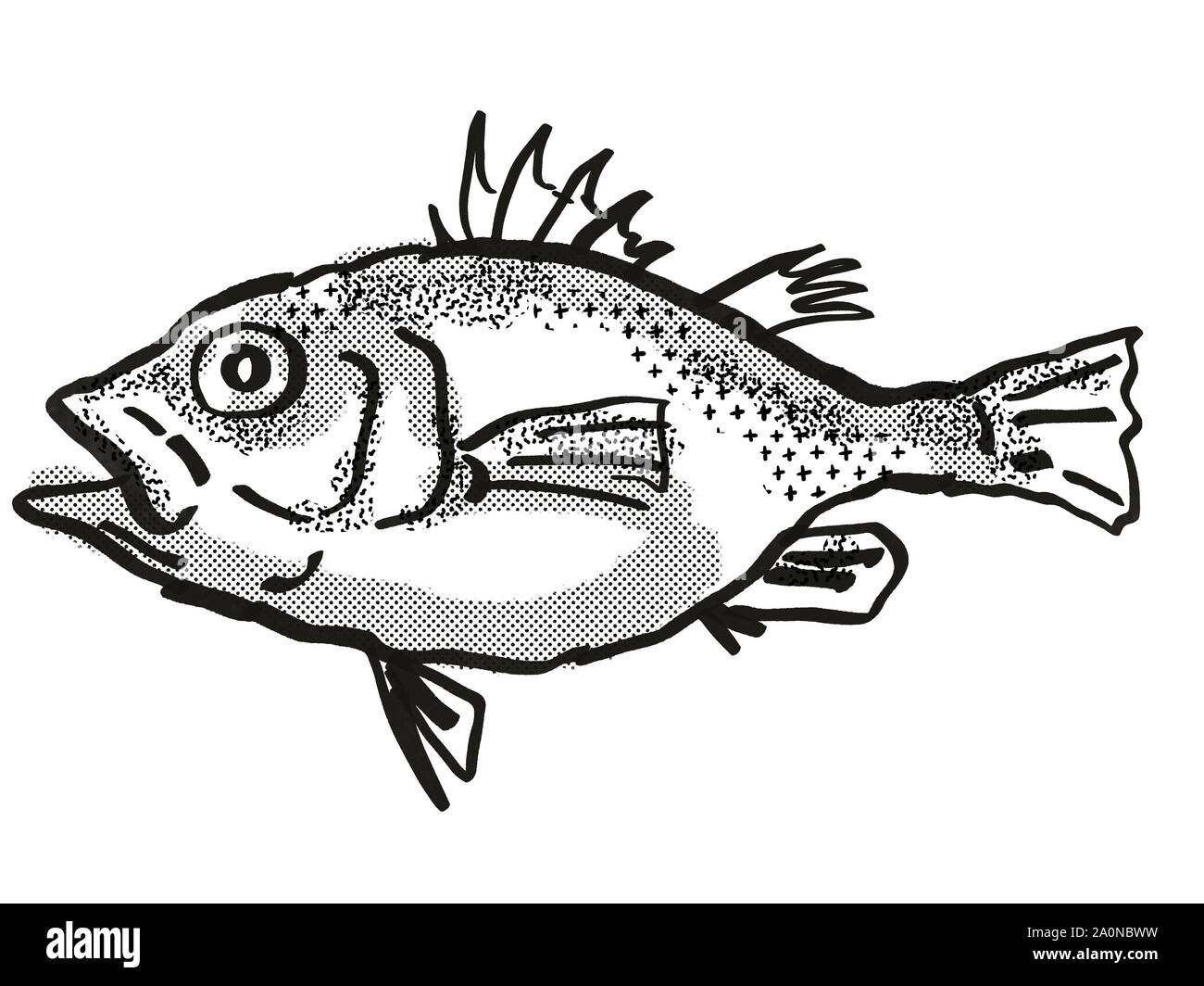 Retro cartoon style drawing of a Spinycheek Seabass , a native ...