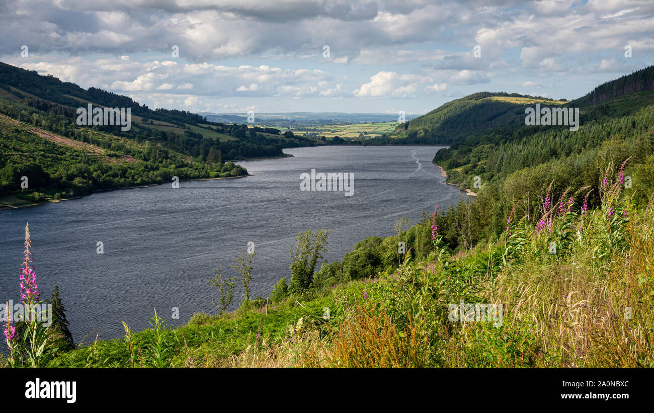Sun shines on plantation forest on the hills surrounding Talybont ...