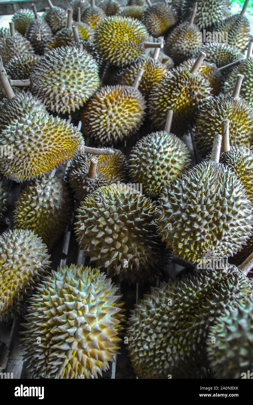 Durian rind hi-res stock photography and images - Alamy