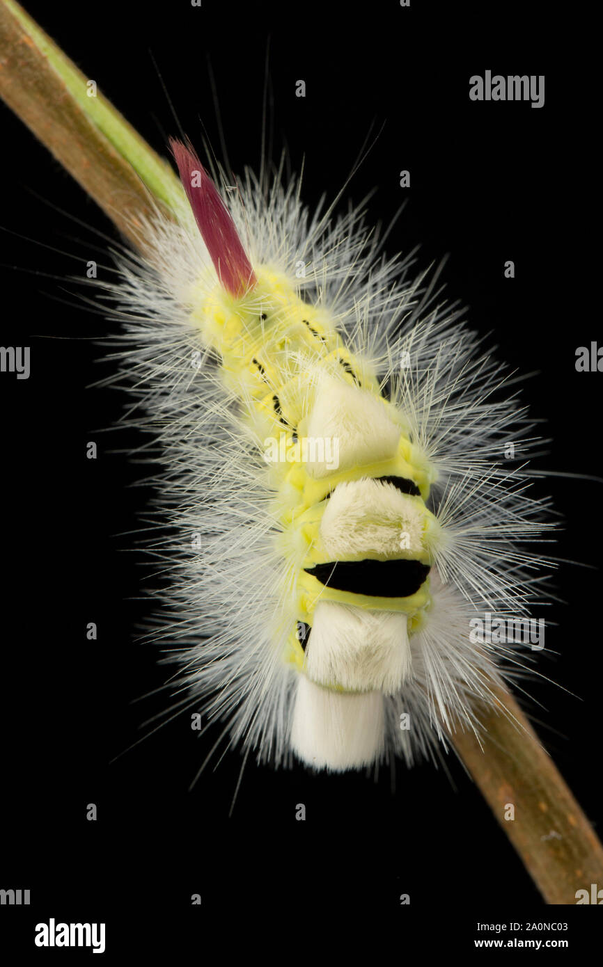 The caterpillar, or larva, of the Pale Tussock moth, Calliteara ...