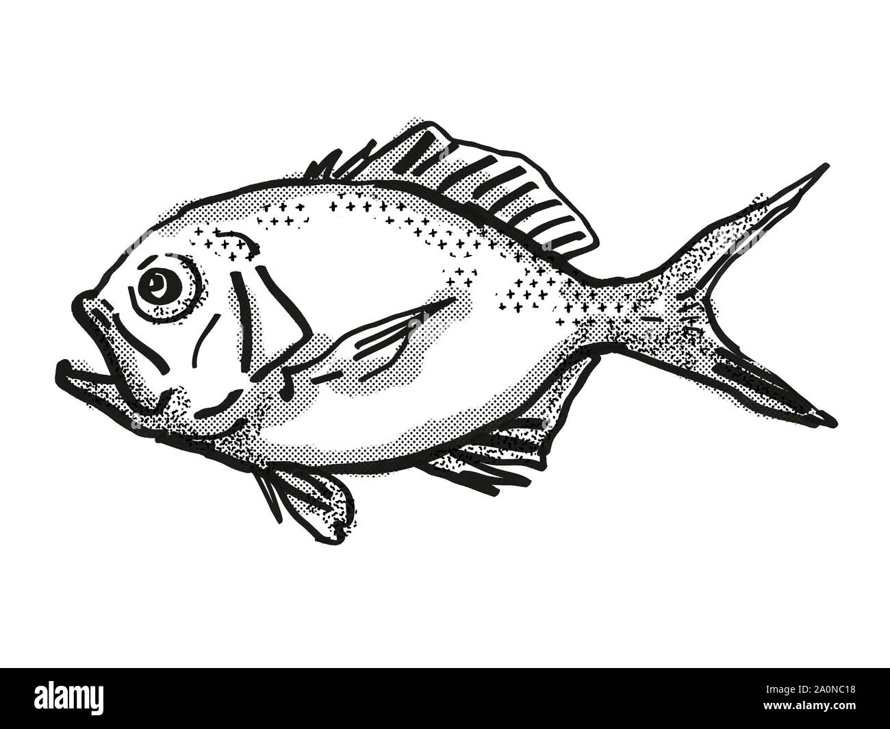 Retro cartoon style drawing of a Yelloweye Redfish , a native ...