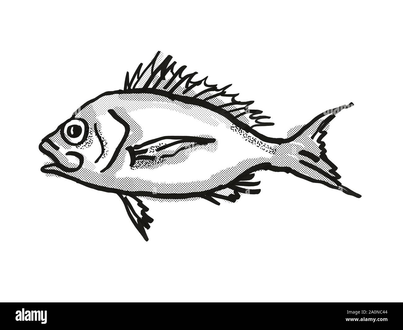 Retro cartoon style drawing of a Western Orange Perch , a native ...