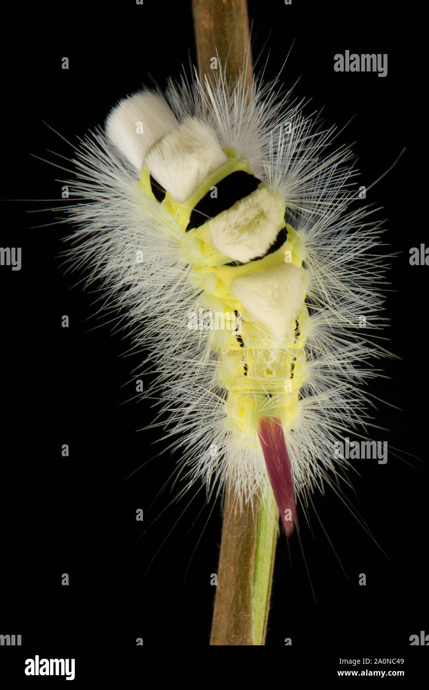 The caterpillar, or larva, of the Pale Tussock moth, Calliteara ...