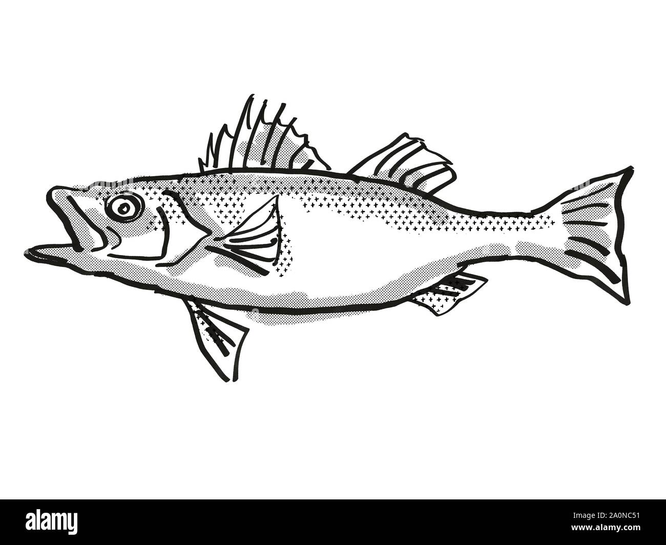 Retro cartoon style drawing of a Japanese Seaperch , a native ...