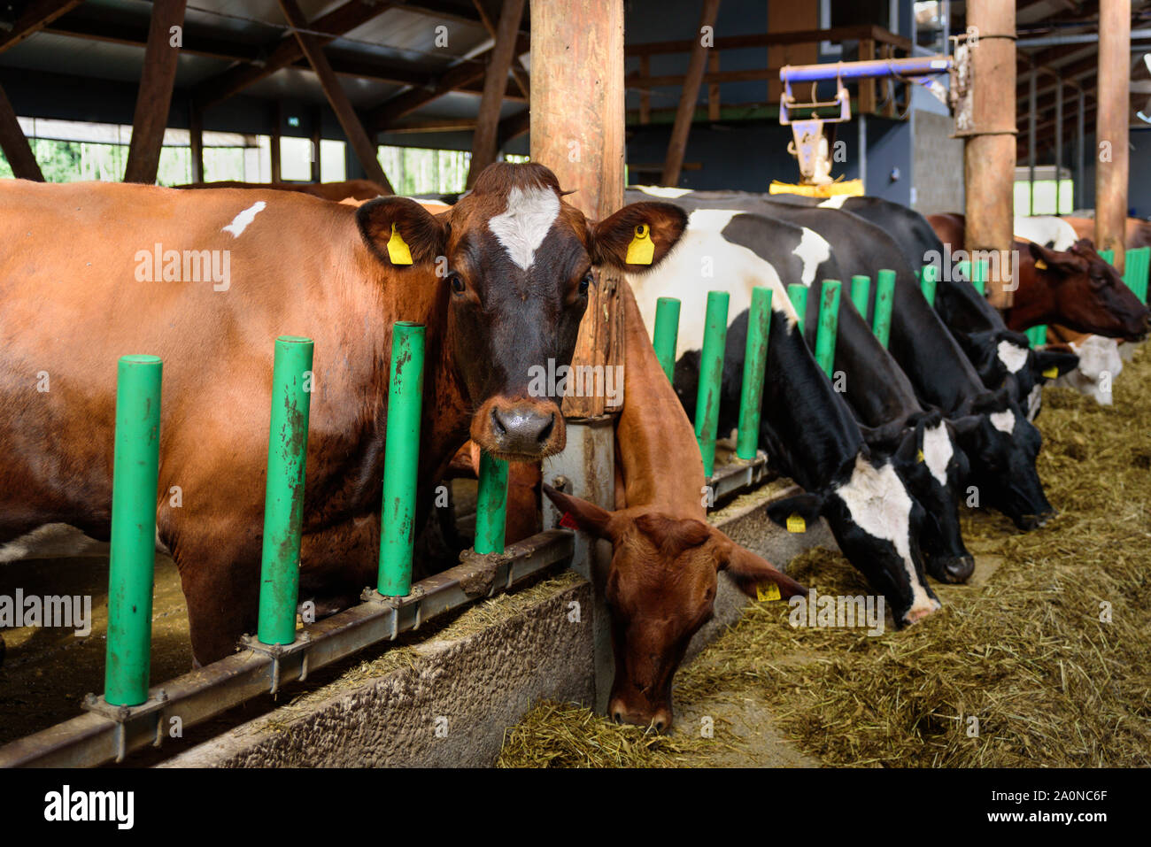 Estonian farm hi-res stock photography and images - Alamy