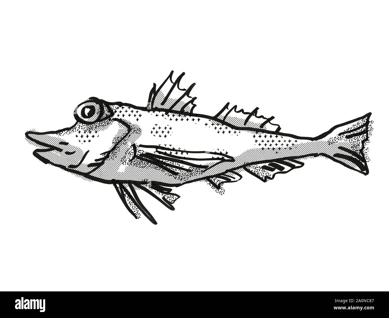 Retro cartoon style drawing of a Saumarez Gurnard , a native Australian ...