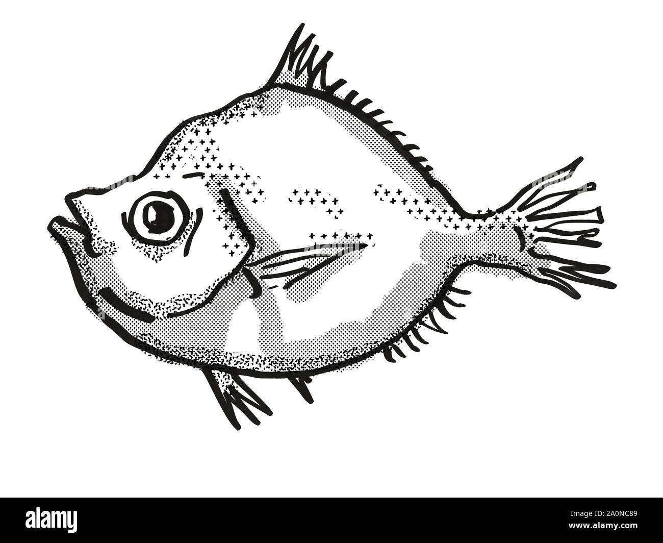 Retro cartoon style drawing of a Malayan Deepsea Boarfish , a native ...