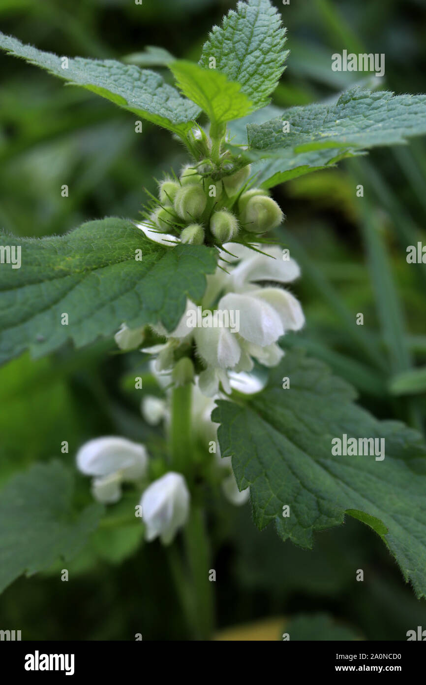 Nettle top hi-res stock photography and images - Alamy