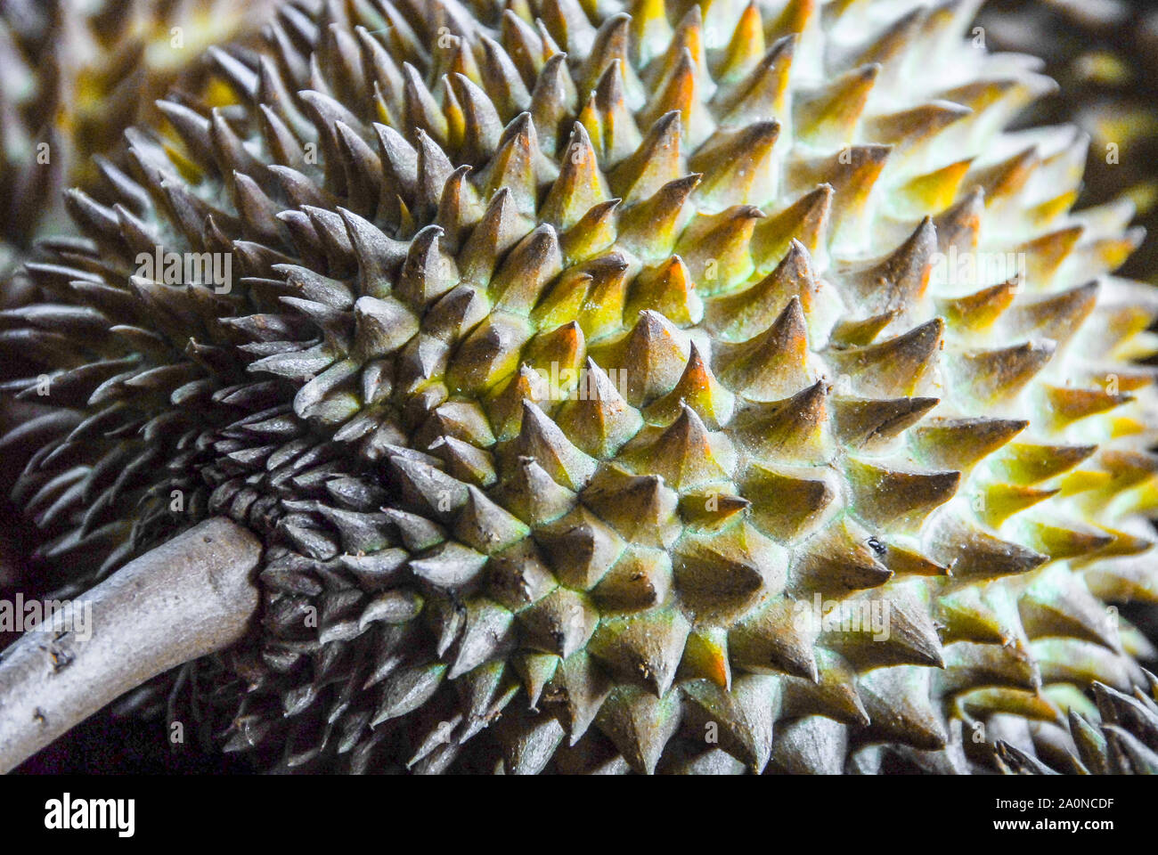 Rind durian hi-res stock photography and images - Alamy