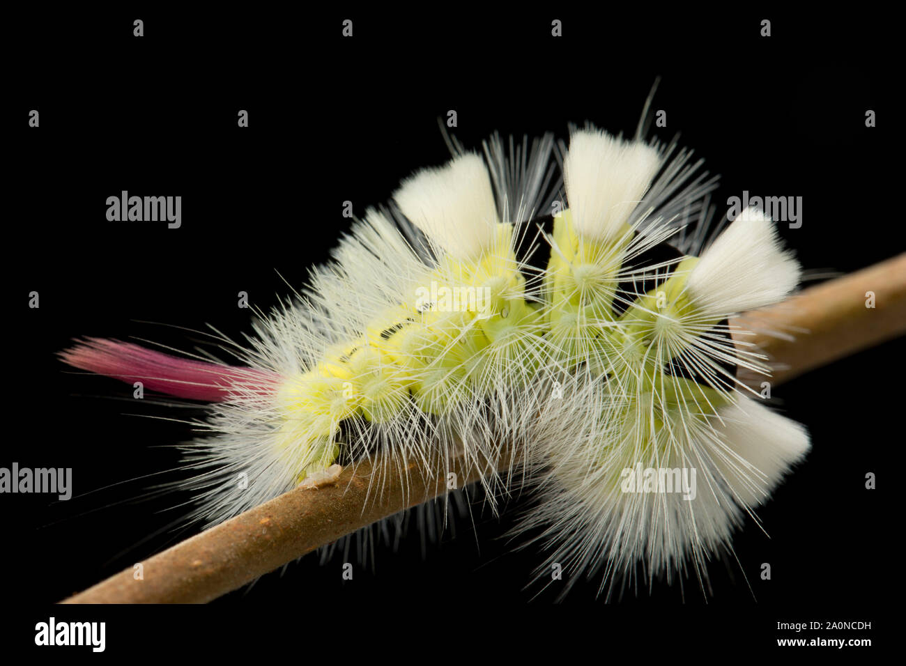 The caterpillar, or larva, of the Pale Tussock moth, Calliteara ...