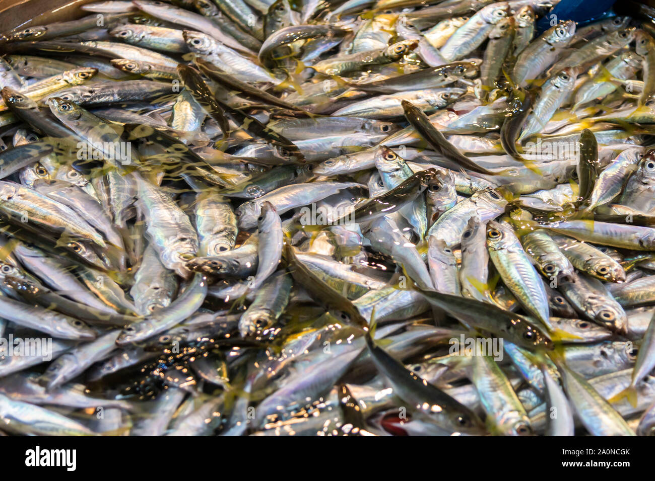 Fish market in istanbul, Turkey Stock Photo - Alamy