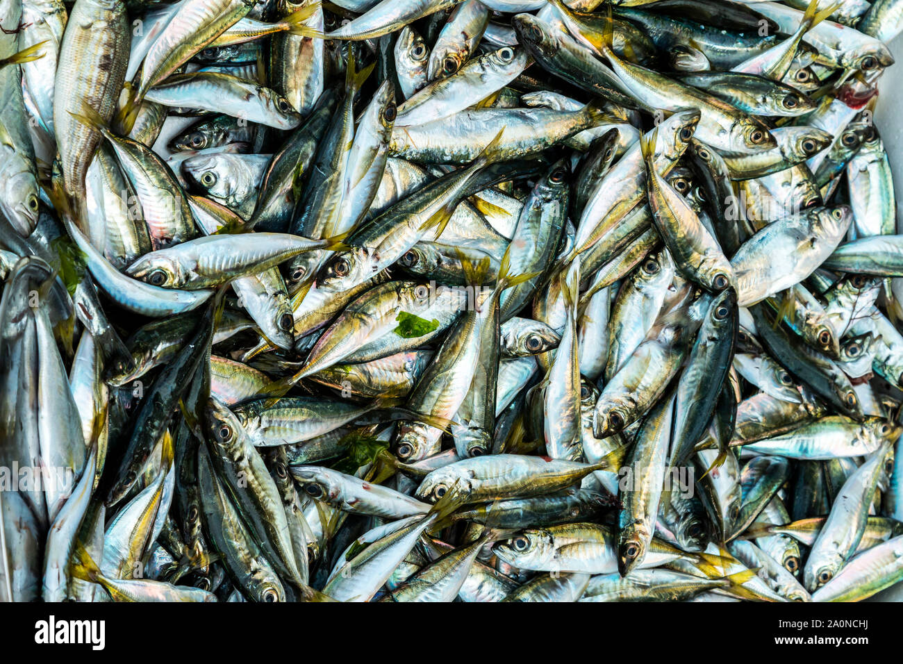 Fish market in istanbul, Turkey Stock Photo - Alamy