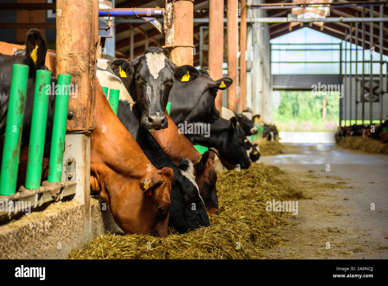 Milk farming farmer agriculture rural hi-res stock photography and ...