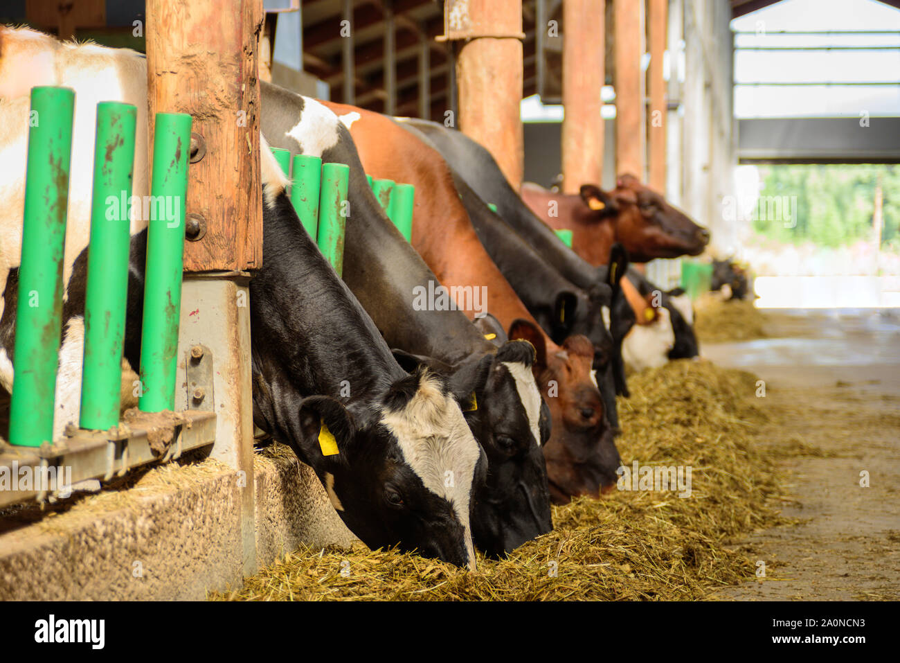 Cows feeding in a stable at Estonian eco friendly milk farm Stock Photo ...