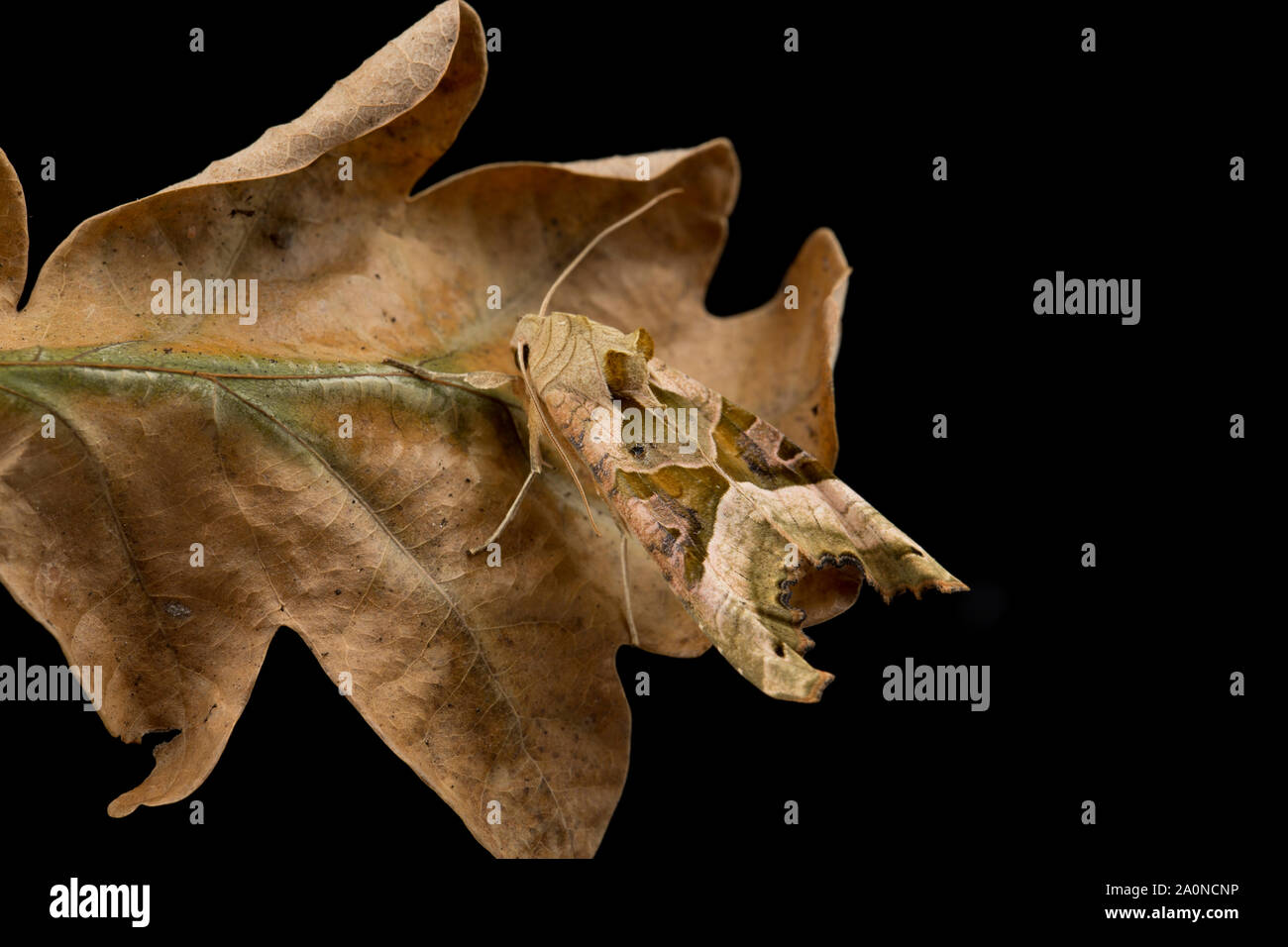 Dead leaf moth hi-res stock photography and images - Alamy