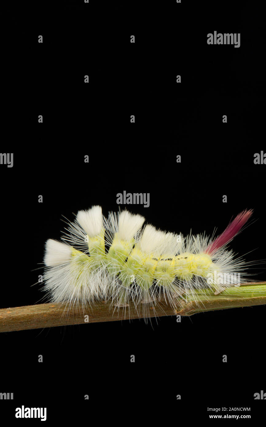 The caterpillar, or larva, of the Pale Tussock moth, Calliteara ...
