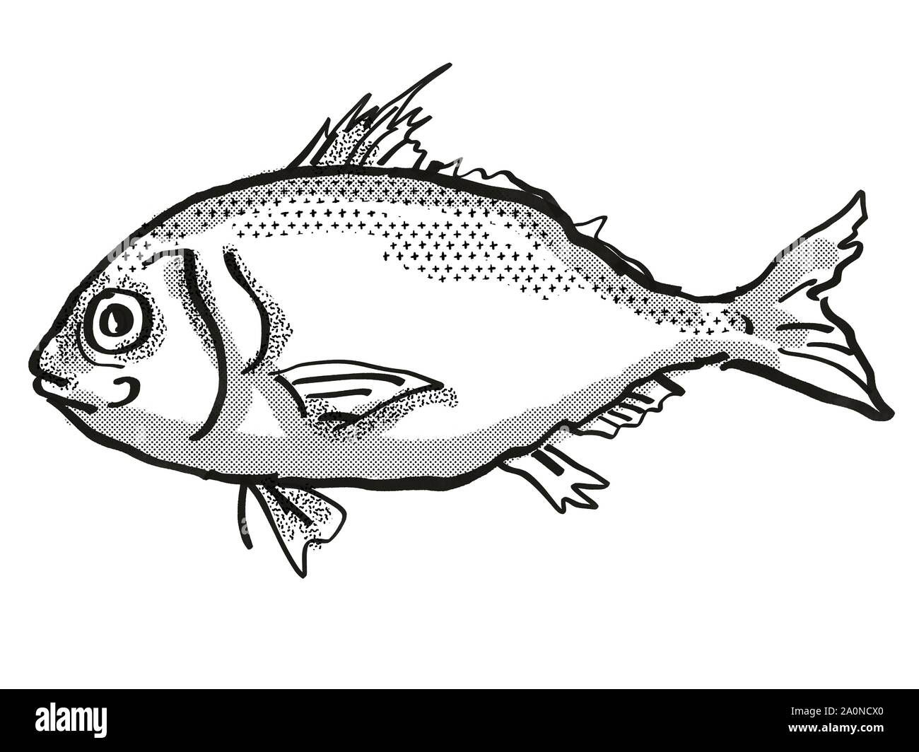 Retro cartoon style drawing of a Longspine Beardfish , a native ...