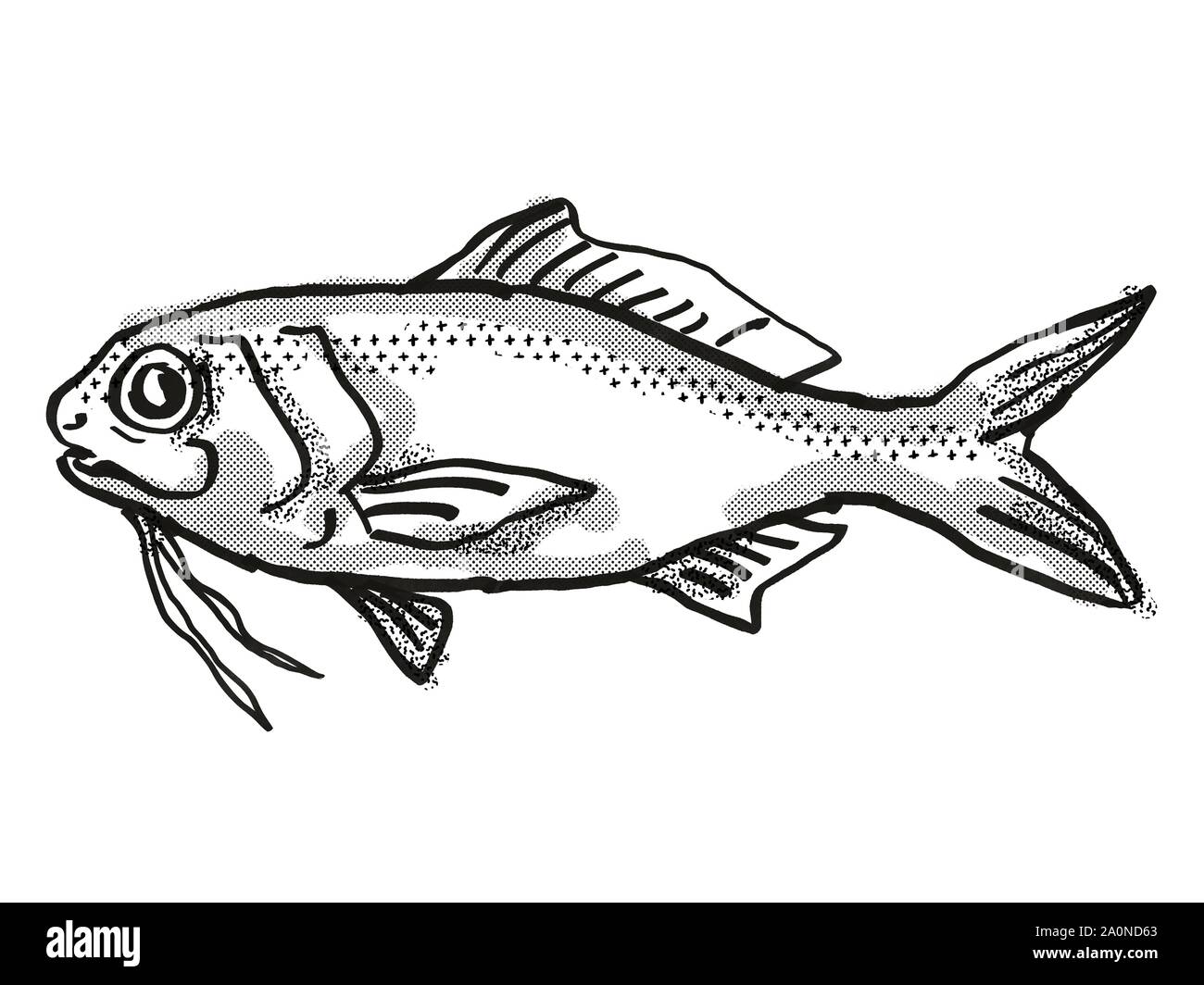 Retro cartoon style drawing of a Berndt's Beardfish , a native ...