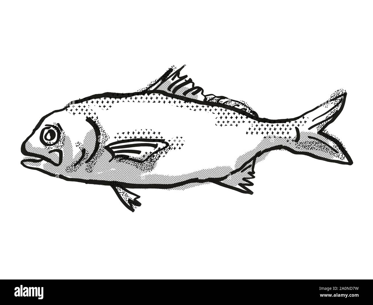 Retro cartoon style drawing of a Busakhin's Beardfish , a native ...