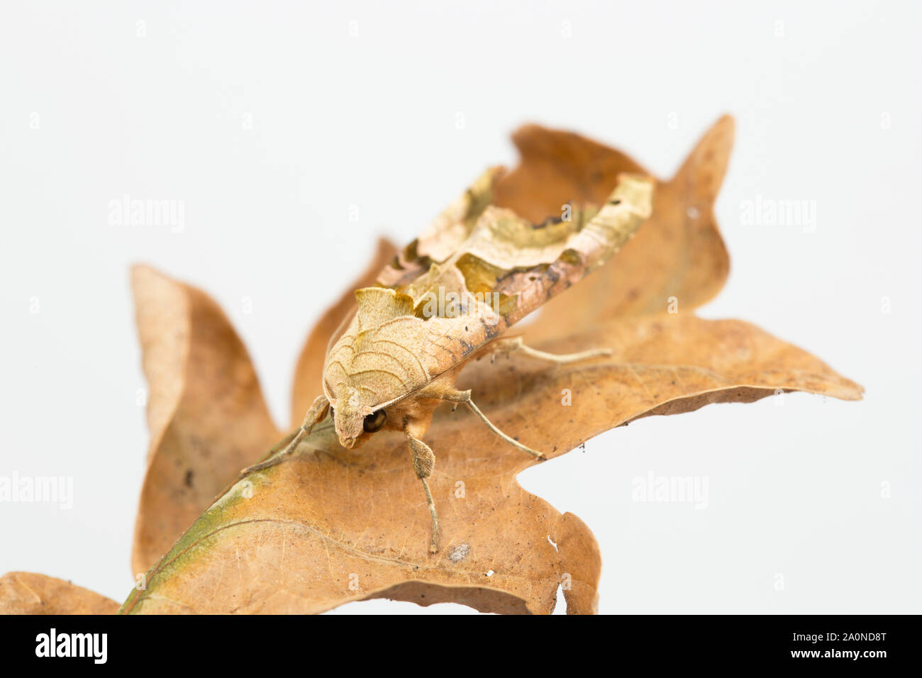 Dead leaf moth hi-res stock photography and images - Alamy