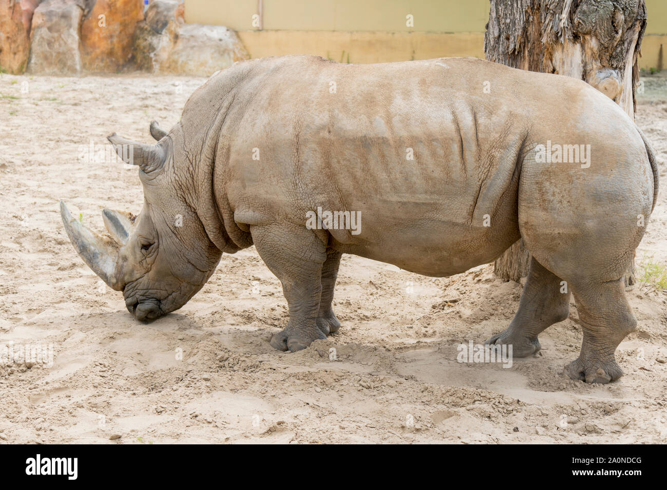 Close up portrait of rhino, profile. Rhino in the dust and clay walks ...