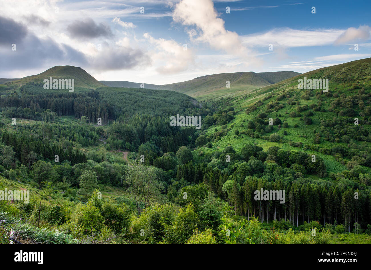 The mountains of Waun Rydd and Fan y big rise above Blaen-y-glyn forest ...