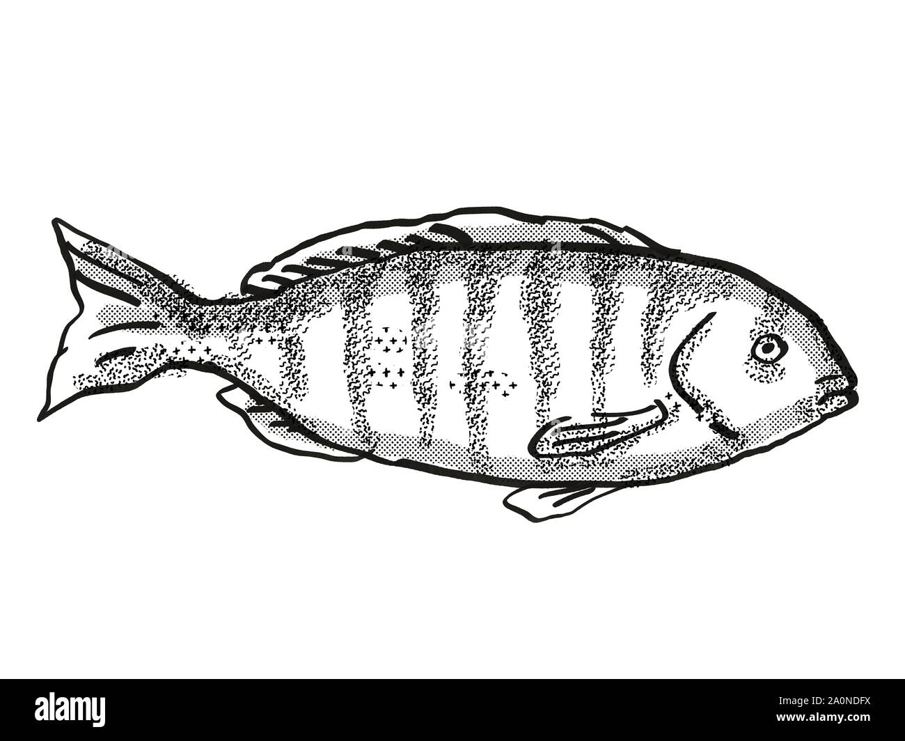 Retro cartoon style drawing of a Zebrafish , a native Australian marine ...
