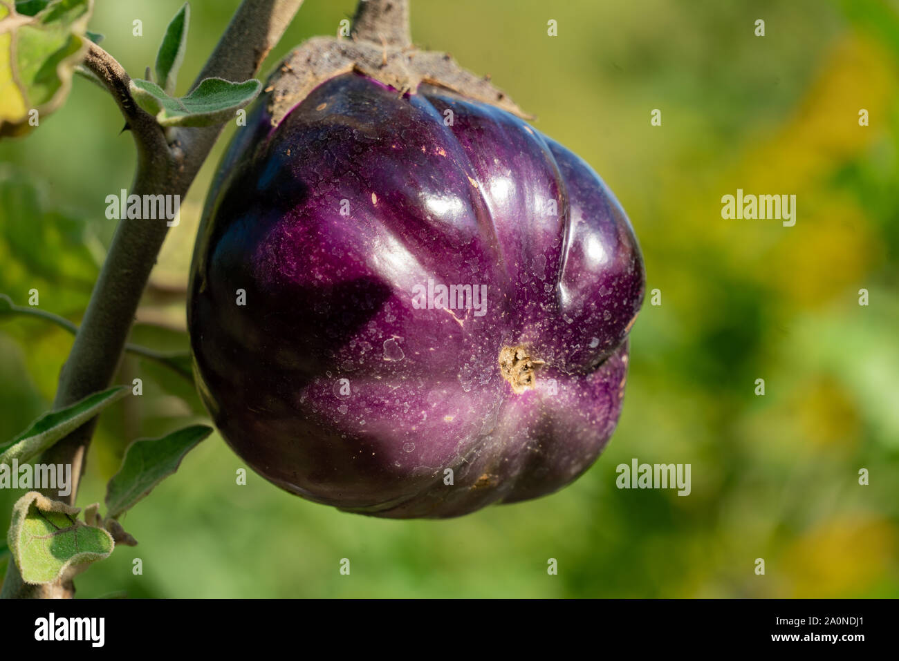 Lilac fruits hi-res stock photography and images - Alamy