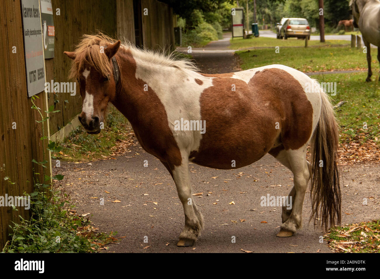 New Forest Ponies (and mule Stock Photo - Alamy
