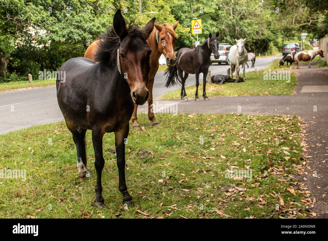 Brockenhurst new forest hi-res stock photography and images - Alamy