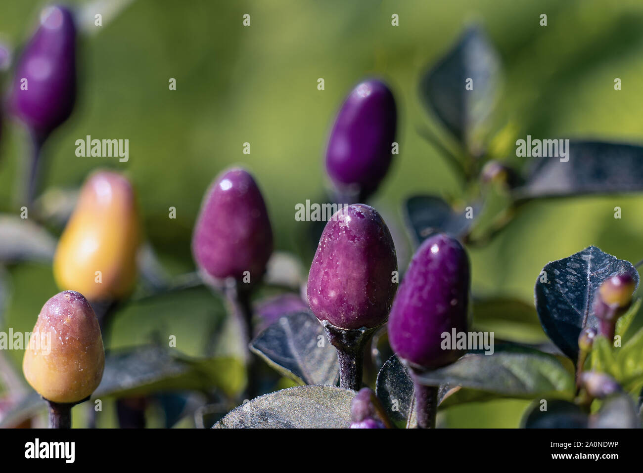 Purple chilli hi-res stock photography and images - Alamy