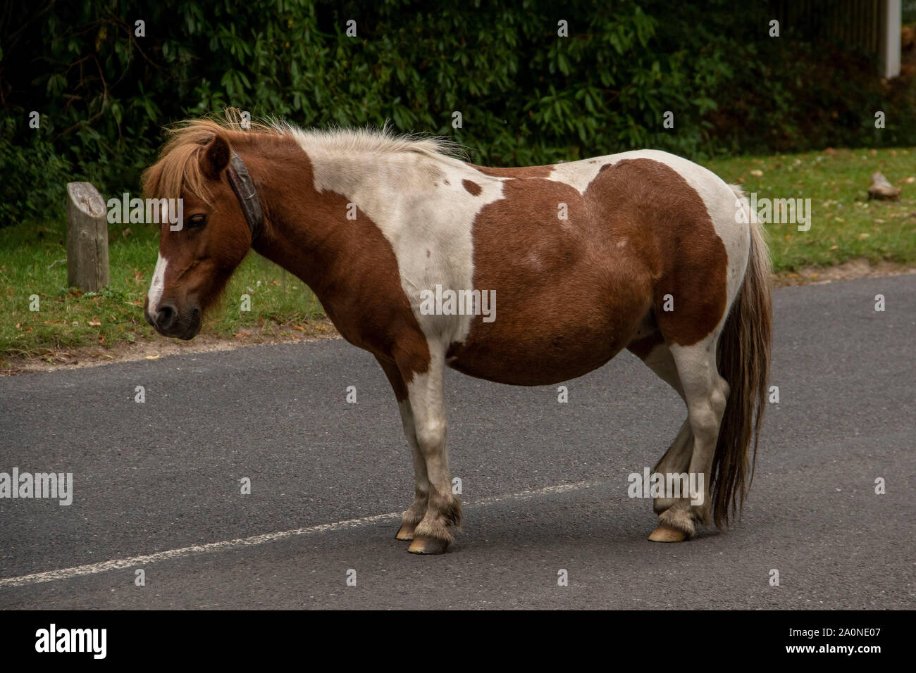 Mule and horses hi-res stock photography and images - Alamy