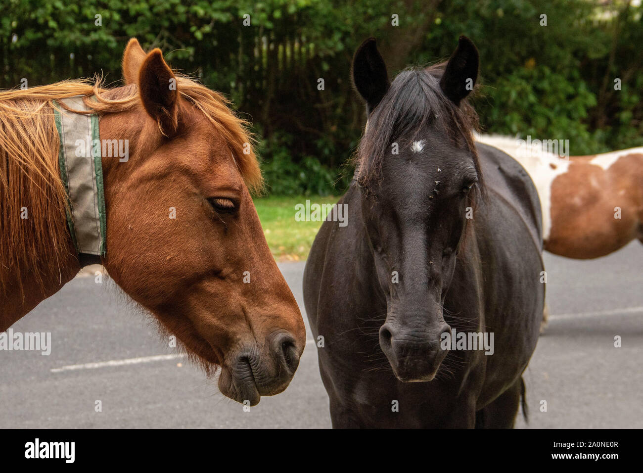 New Forest Ponies (and mule Stock Photo - Alamy