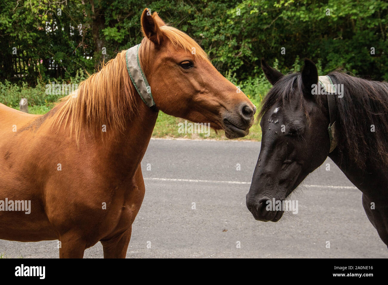 Brockenhurst new forest hi-res stock photography and images - Alamy