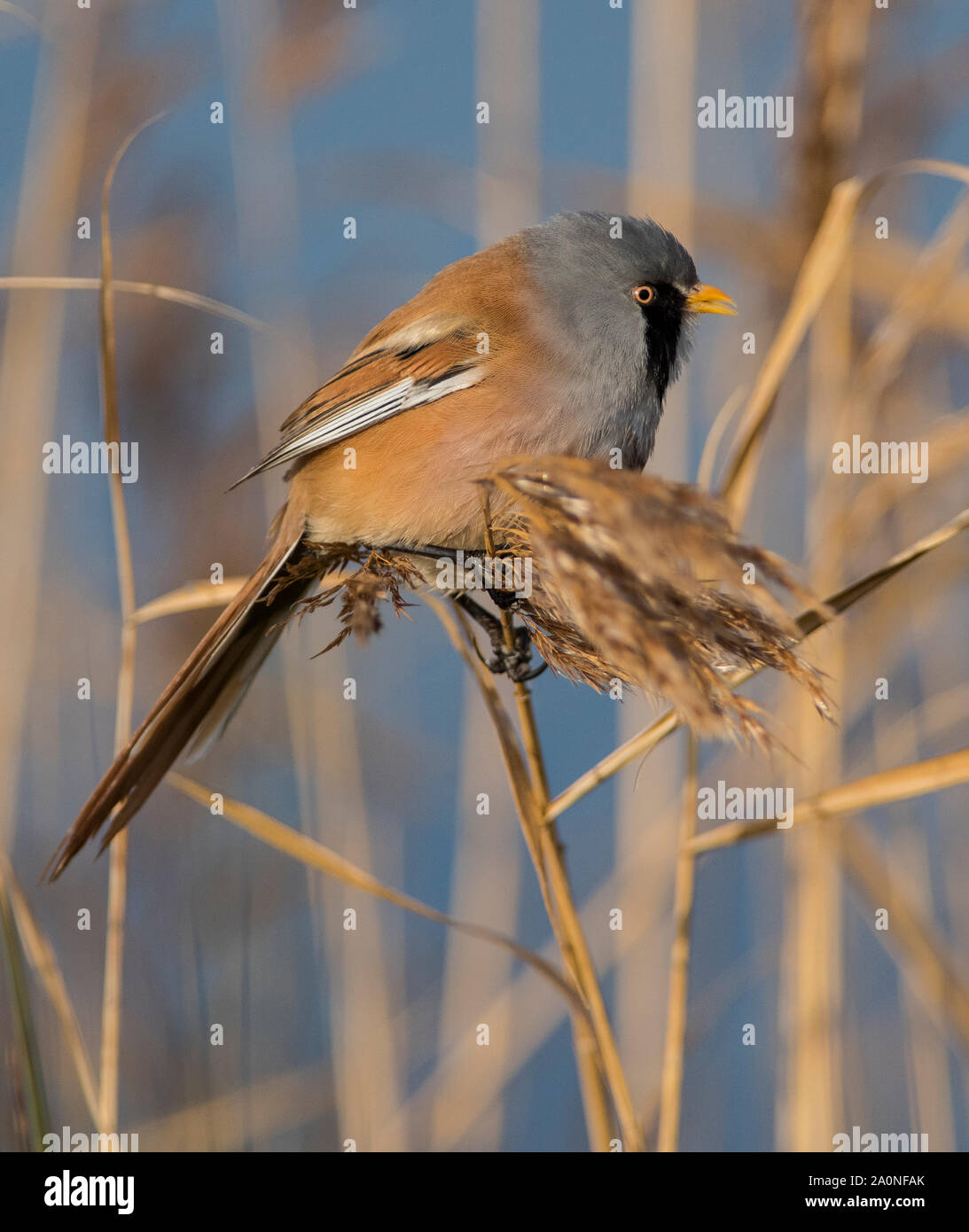 Male Bearded Tit/Bearded Reedling (Panurus biarmicus) in a reedbed in ...