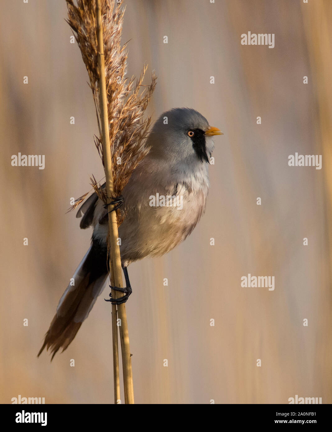 Male Bearded Tit/Bearded Reedling (Panurus biarmicus) in a reedbed in ...