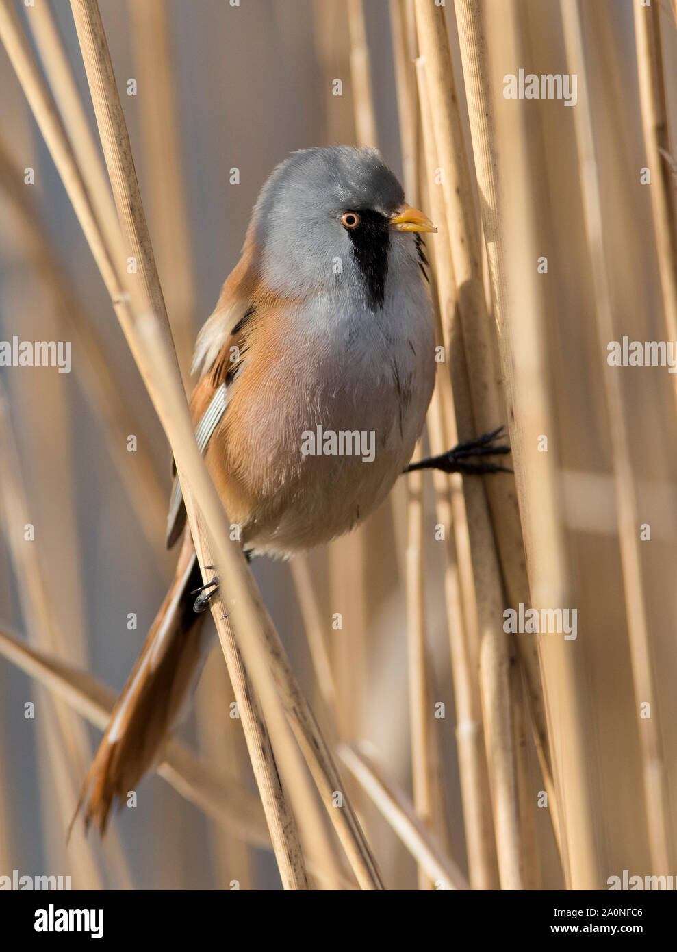 Male Bearded Tit/Bearded Reedling (Panurus biarmicus) in a reedbed in ...